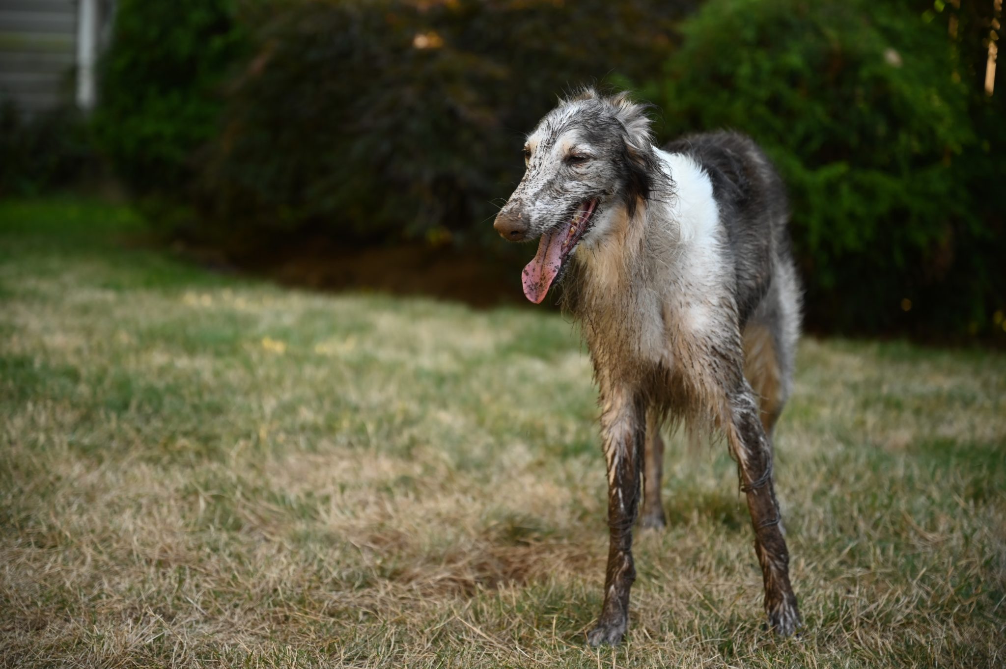 AKC Events – SWHCOA