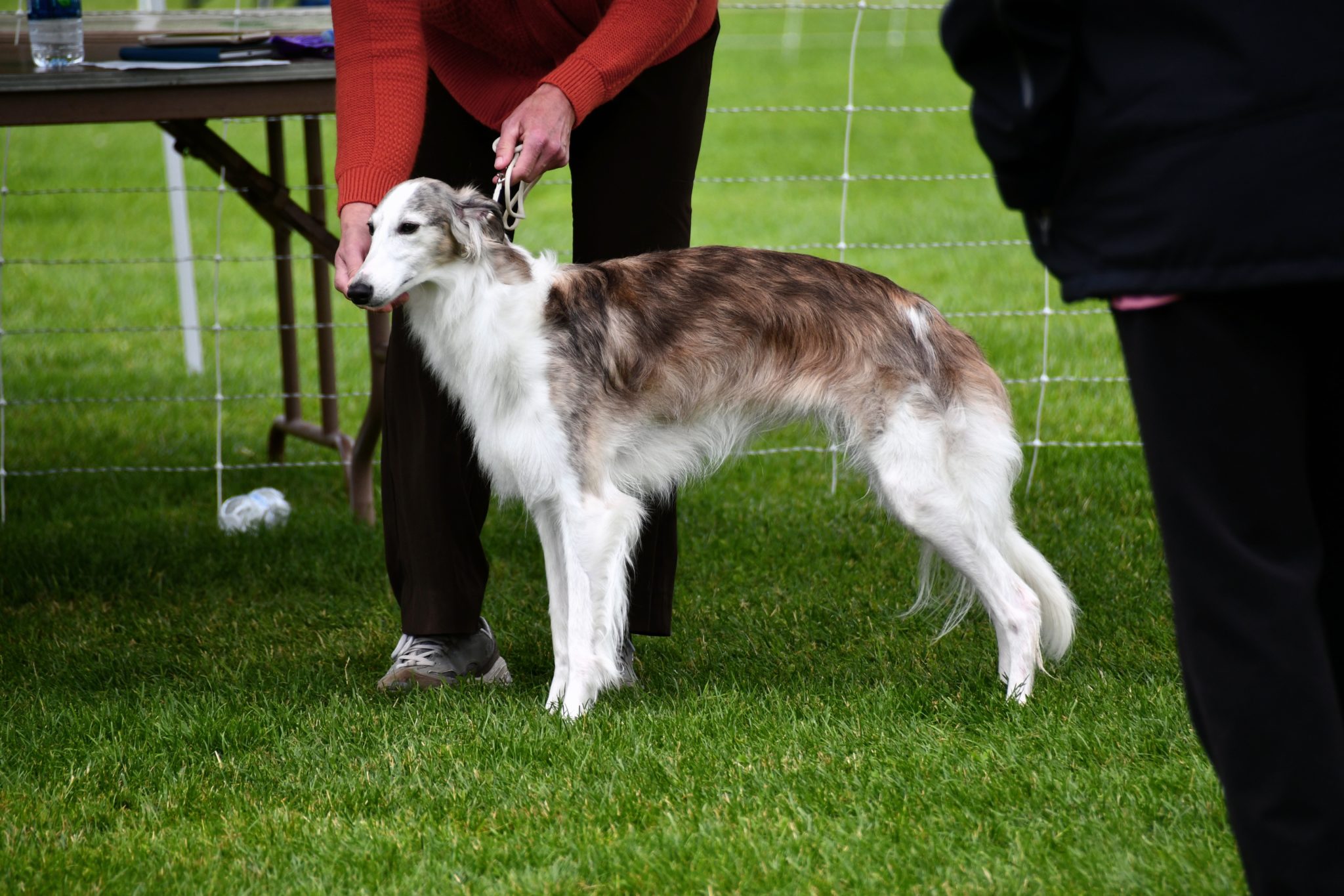 SWHCOA – Silken Windhound Club of America