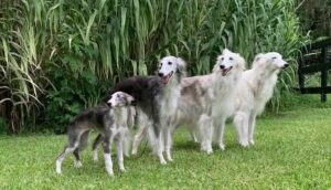History of the Breed – SWHCOA